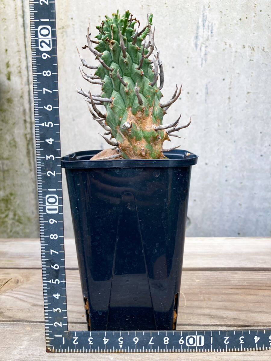 Yahoo!オークション - Euphorbia schoenlandii F314【良型】 闘牛角 ユ...