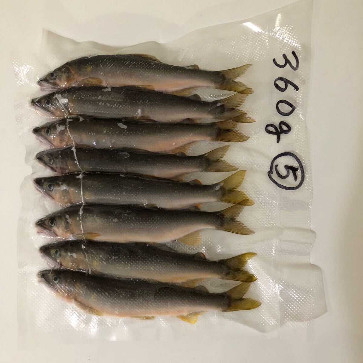 Yahoo!オークション - 富山県庄川天然鮎 ⑤ 約360g 8匹 9月上旬獲り 井...