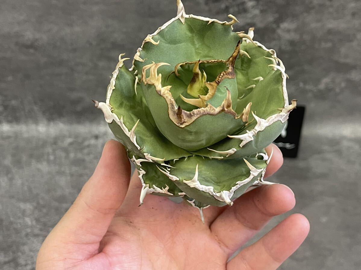 Yahoo!オークション - 極上美株 【kanae】特選 アガベ 【海豹】owl ア...