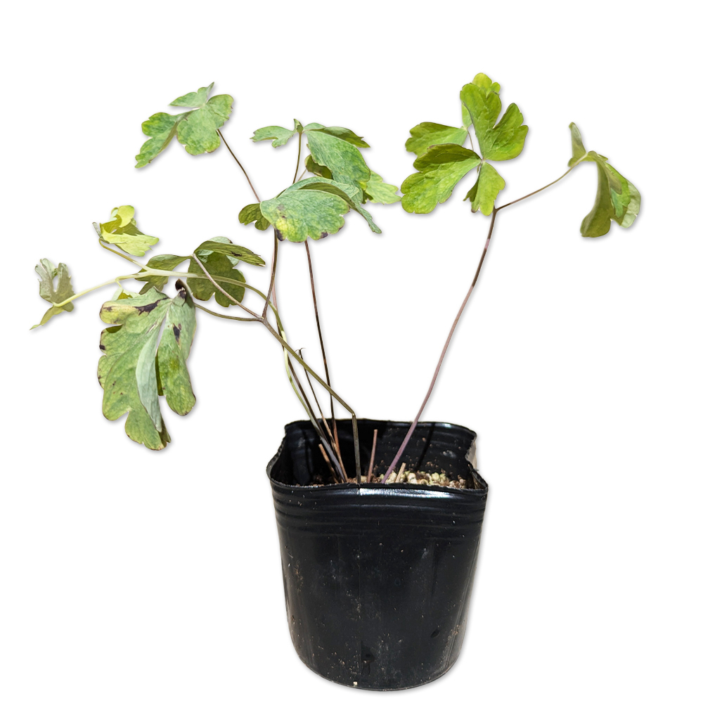 Yahoo!オークション - オオヤマオダマキ 9.0cmポット 苗