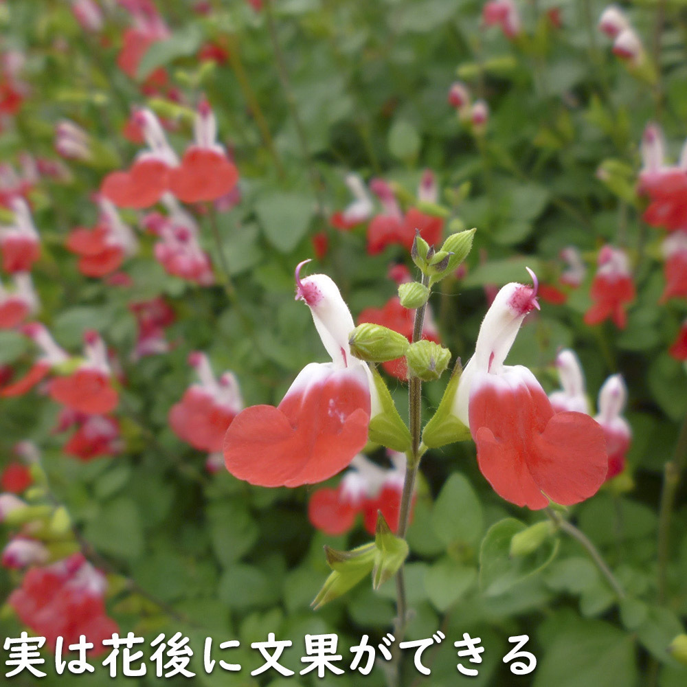 Yahoo!オークション - チェリーセージ ホットリップス 9.0cmポット 苗