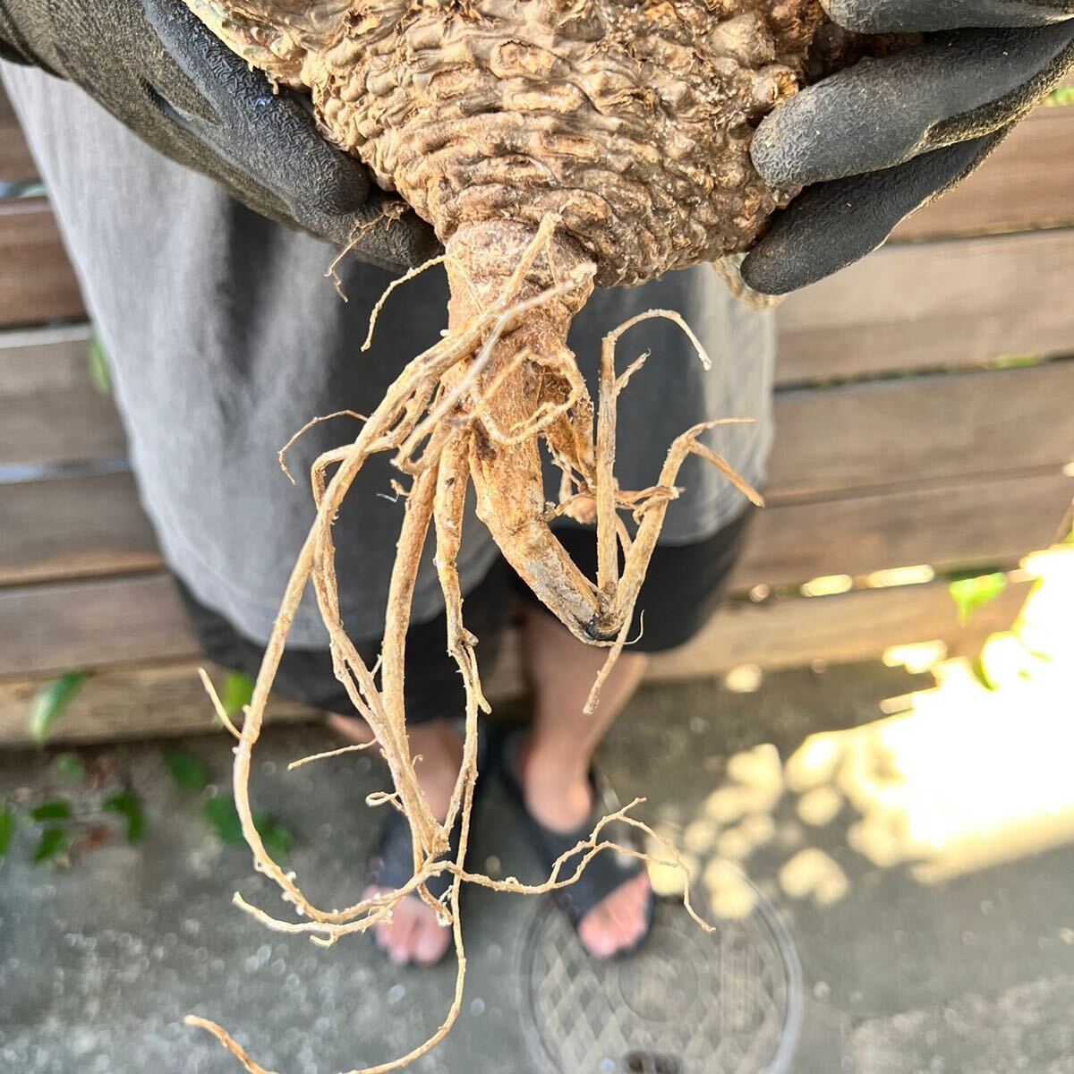 Yahoo!オークション - F28 Euphorbia fuscaユーフォルビア フスカ 蛮蛇...