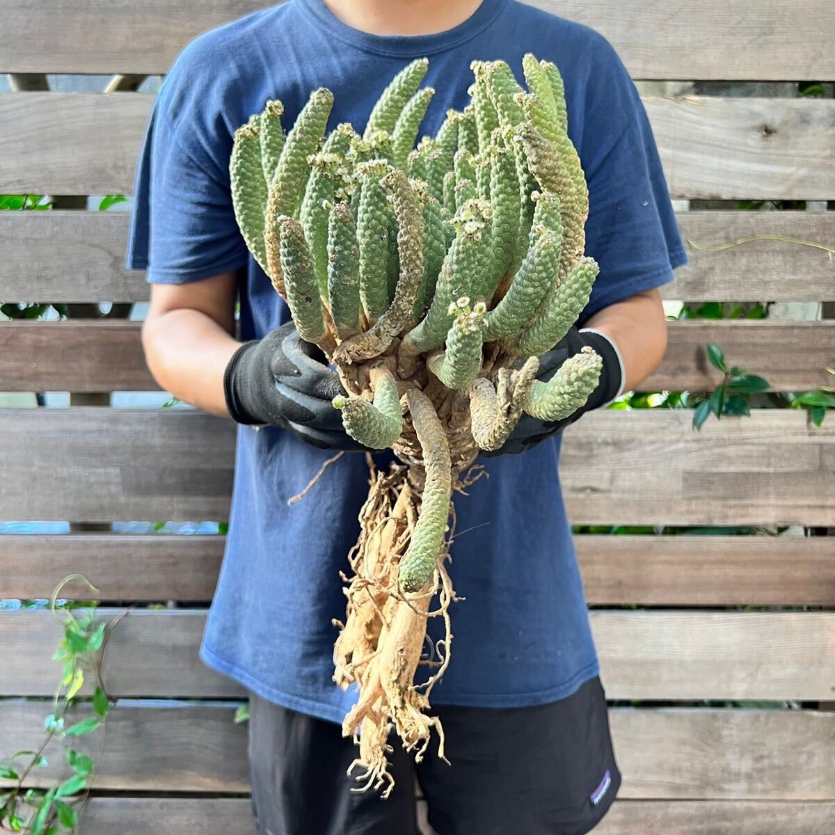 Yahoo!オークション - E16 Euphorbia esculentaユーフォルビア エスク...