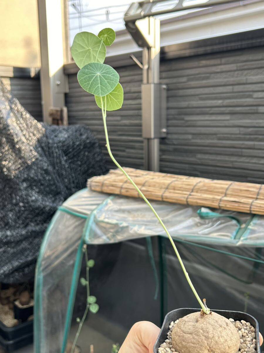 Stephania Erectaステファニア エレクタ 発芽多肉植物 Stephania Erectaステファニア エレクタ 発芽多肉植物