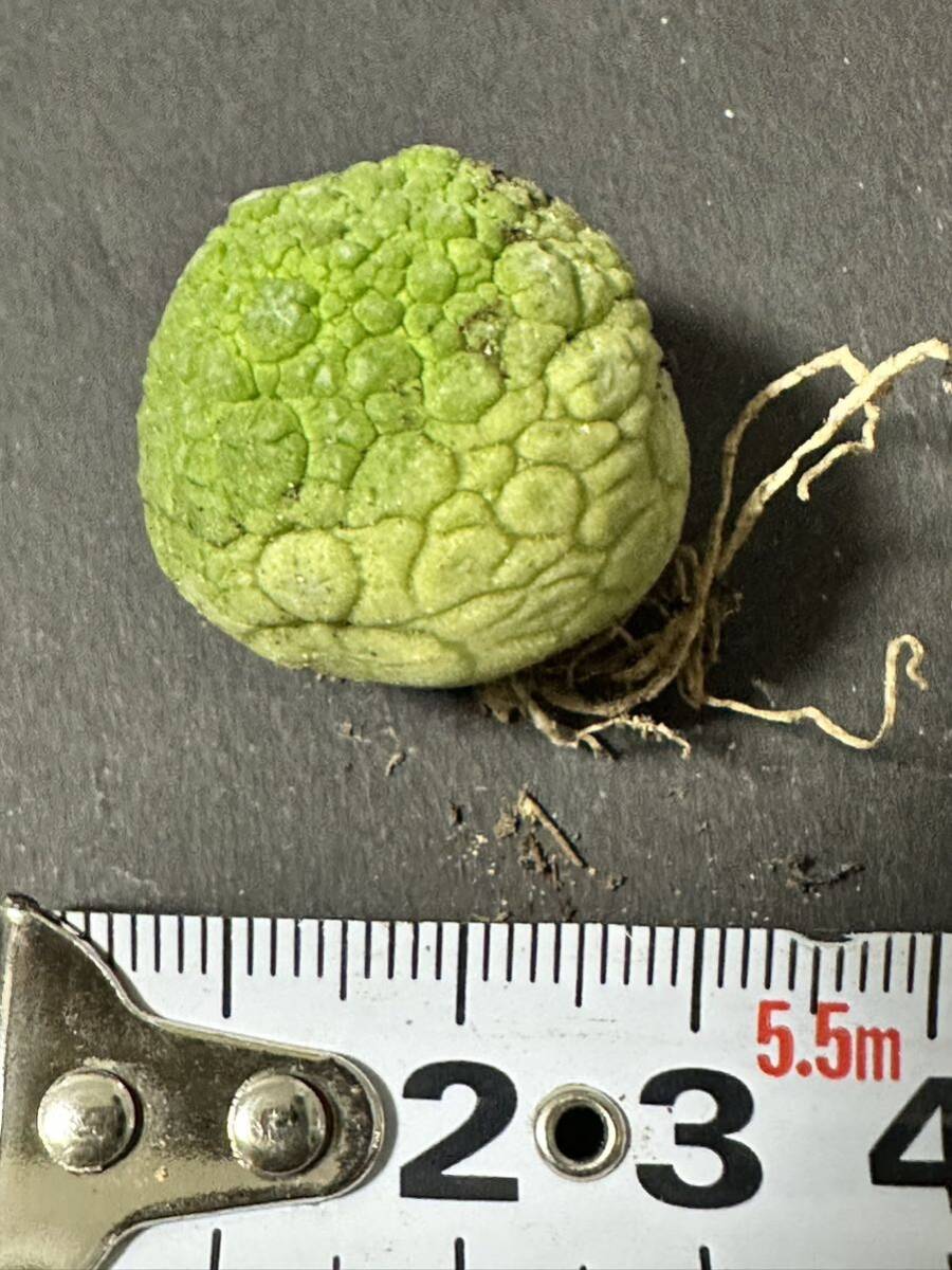 Yahoo!オークション - No.4061 プセウドリトス ミギウルティヌス Pseud...