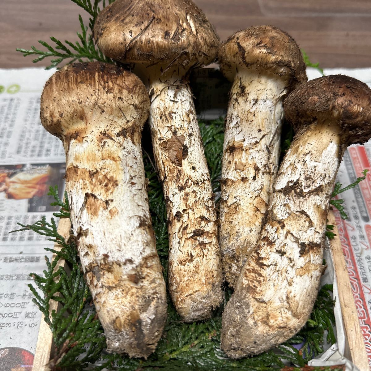 Yahoo!オークション - 4本が気になる貴方へ 国産 長野県 信州産 松茸 2...