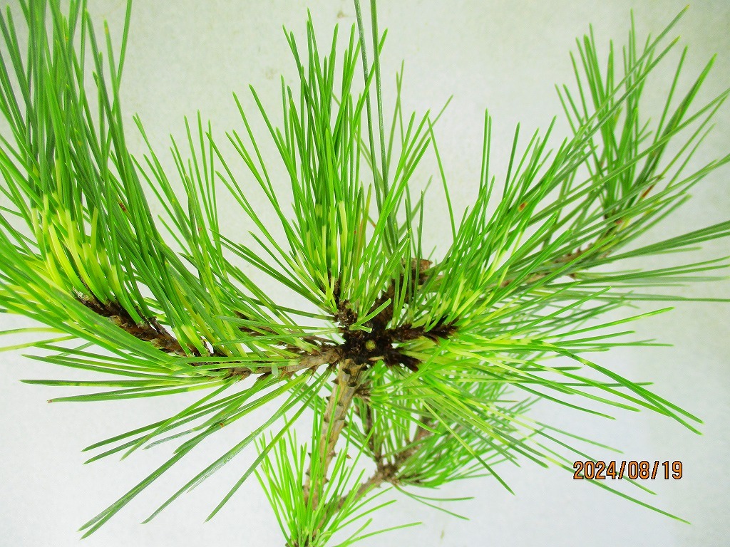 Yahoo!オークション - [野風苗木流通]ジャノメ松(8853)全高 90㎝ 140サ...