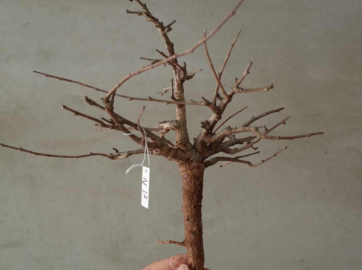 Yahoo!オークション - N13 現地発根 ボスウェリア ネグレクタ Boswelli...