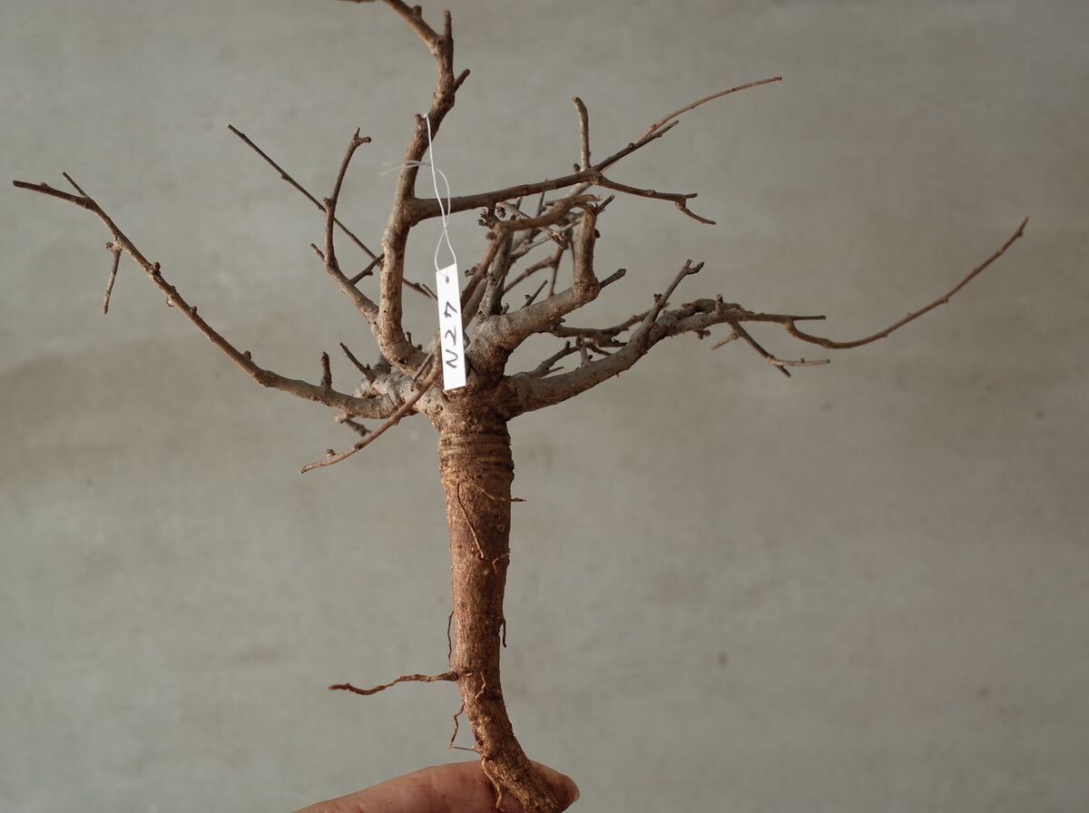 Yahoo!オークション - N27 現地発根 ボスウェリア ネグレクタ Boswelli...