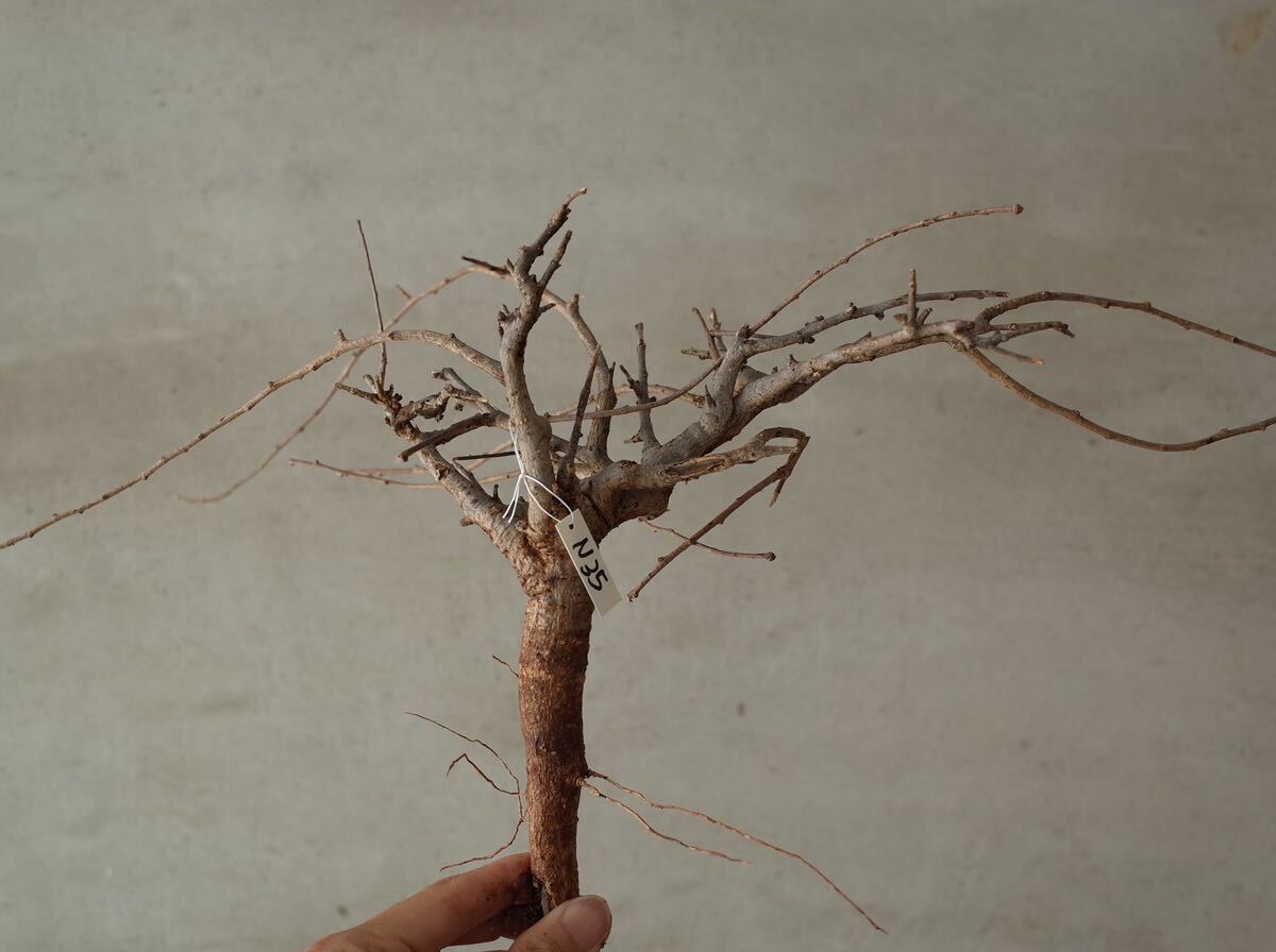 Yahoo!オークション - N35 現地発根 ボスウェリア ネグレクタ Boswelli...