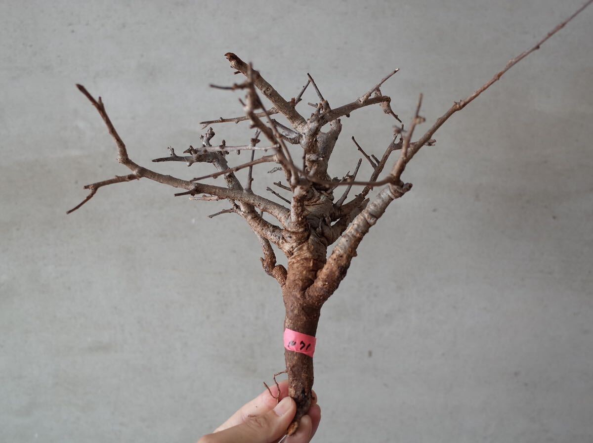 Yahoo!オークション - N71 現地発根 ボスウェリア ネグレクタ Boswelli...