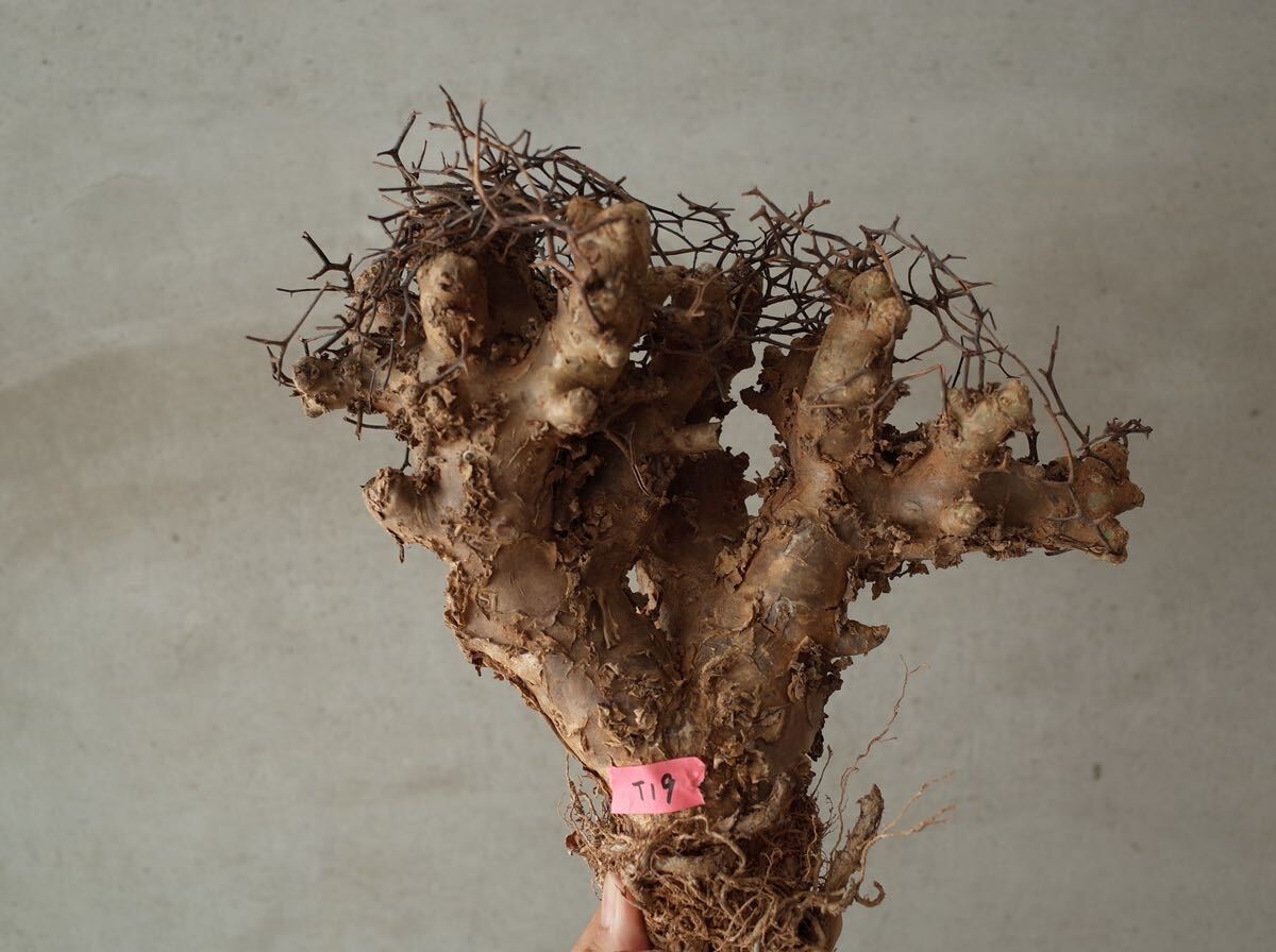 Yahoo!オークション - T19 現地発根株 チレコドン レスキュラーツス Ty...