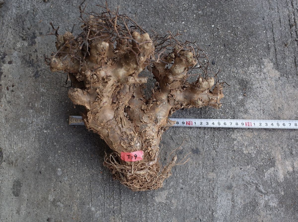 Yahoo!オークション - T19 現地発根株 チレコドン レスキュラーツス Ty...