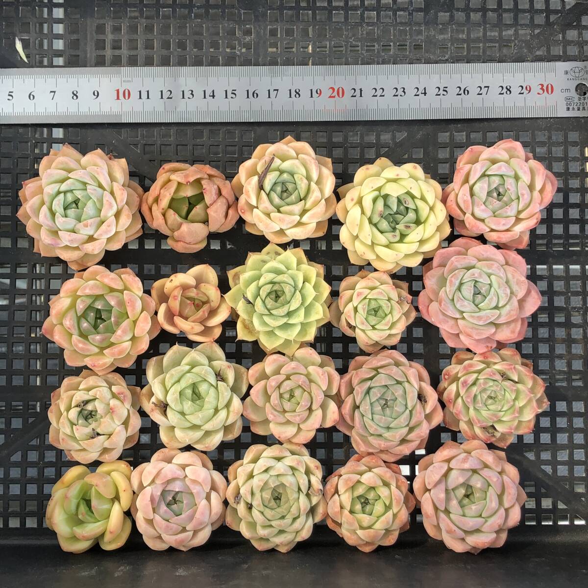 Yahoo!オークション - Top エケベリア 20個 0911-ON20 多肉植物 カッ...