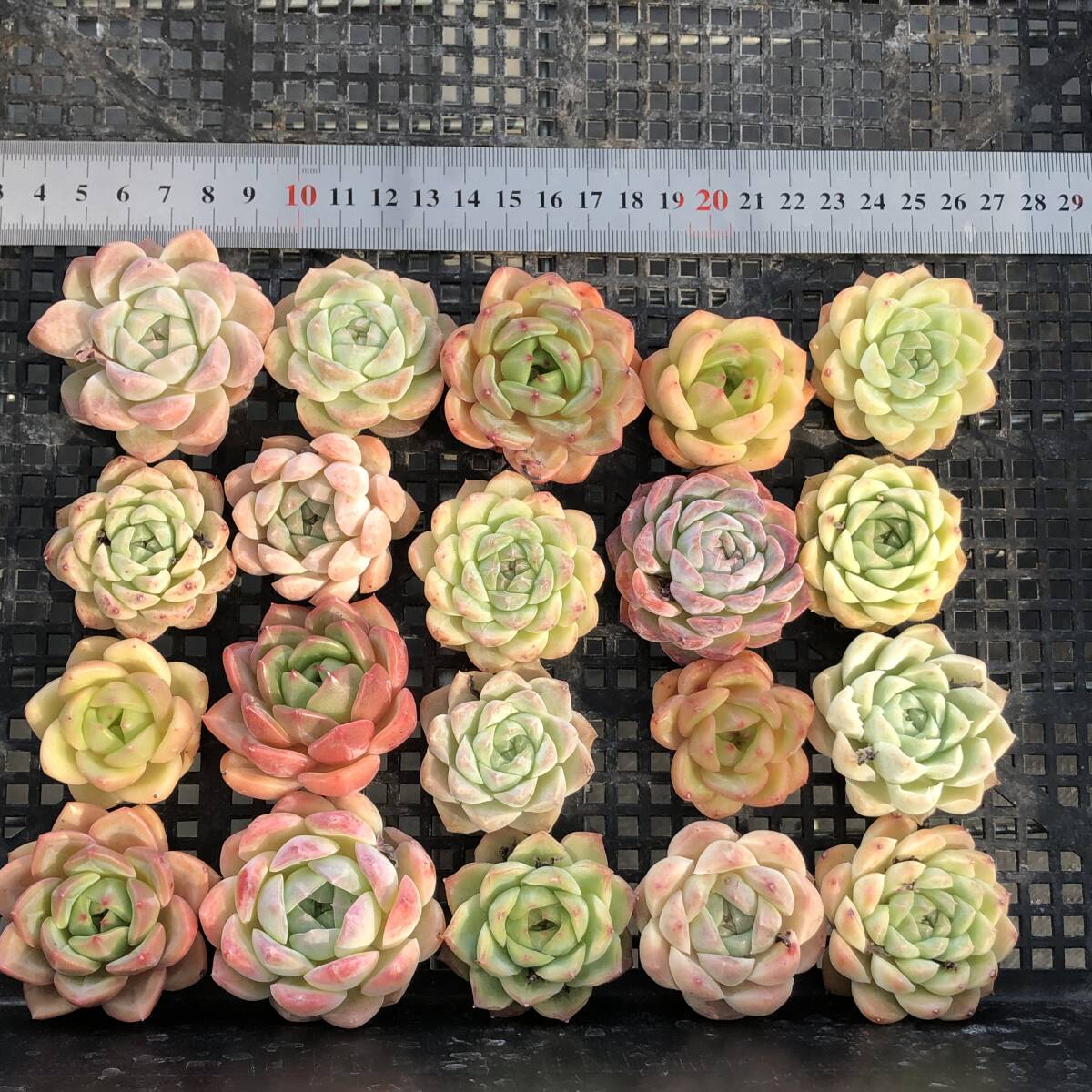 Yahoo!オークション - Top エケベリア 20個 0911-ON45 多肉植物 カッ...