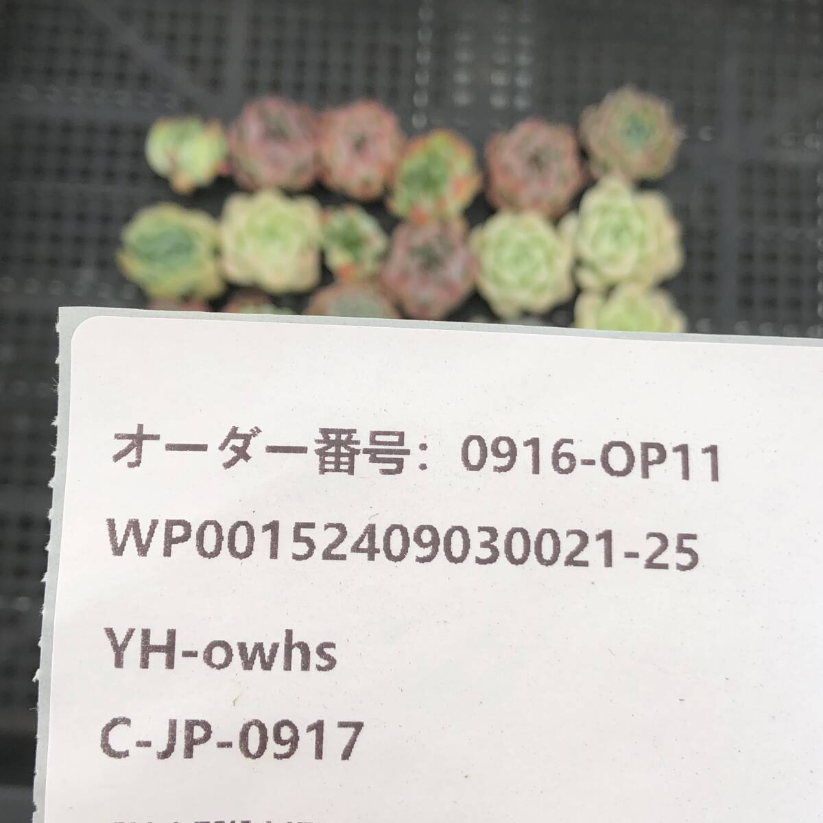 Yahoo!オークション - Top エケベリア 30個 0916-OP11 多肉植物 カッ...