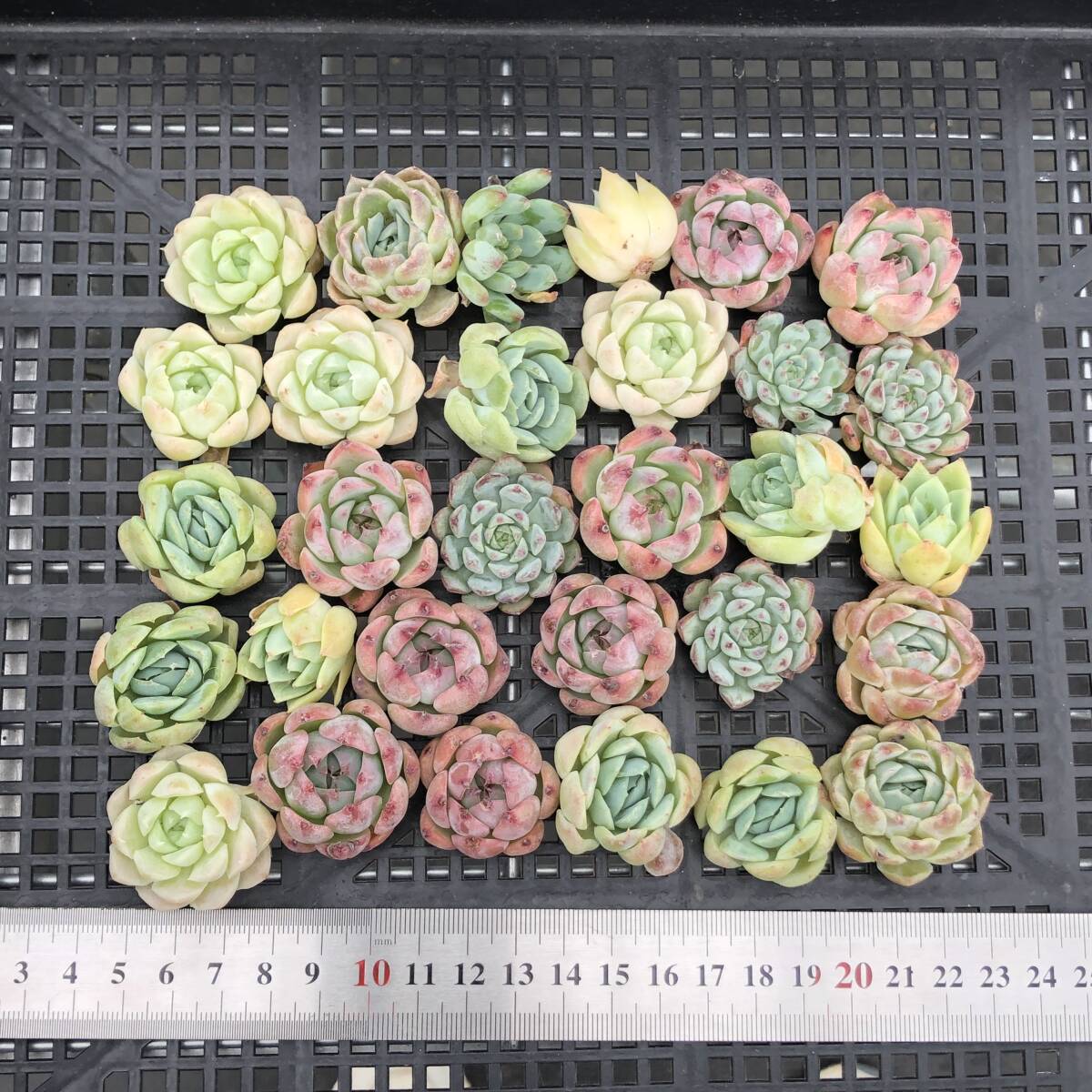 Yahoo!オークション - Top エケベリア 30個 0916-OP13 多肉植物 カッ...