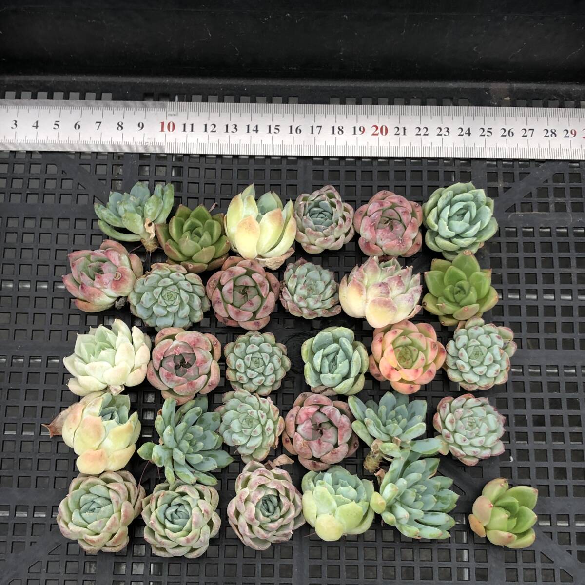 Yahoo!オークション - Top エケベリア 30個 0916-OP26 多肉植物 カッ...