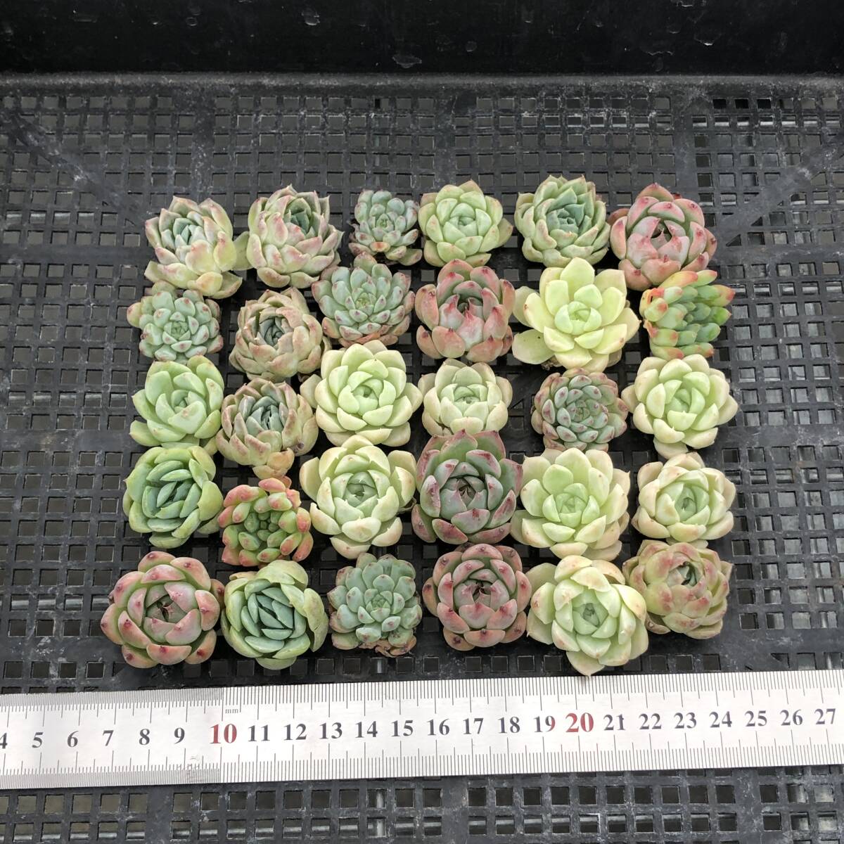 Yahoo!オークション - Top エケベリア 30個 0916-OP38 多肉植物 カッ...