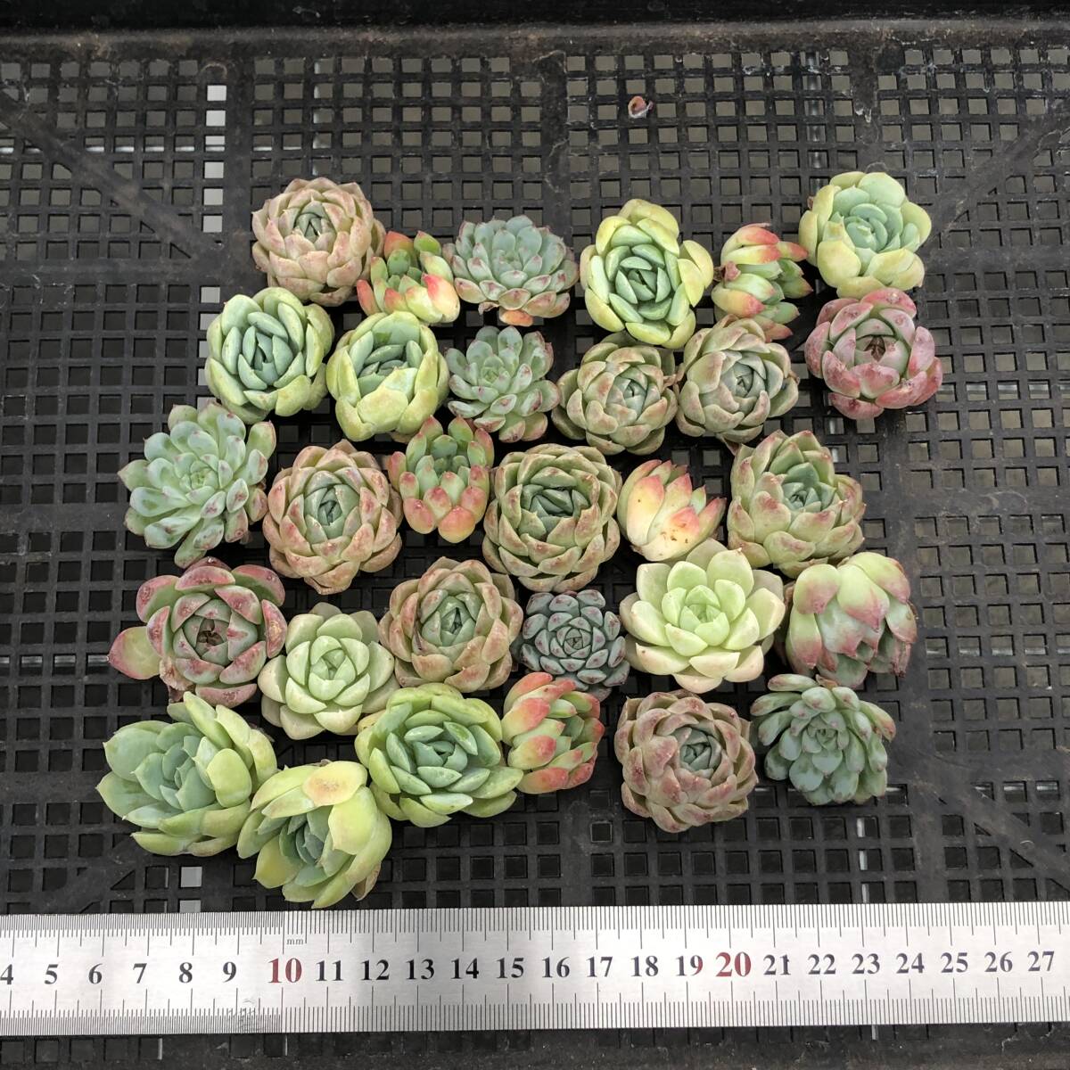 Yahoo!オークション - Top エケベリア 30個 0916-OP43 多肉植物 カッ...