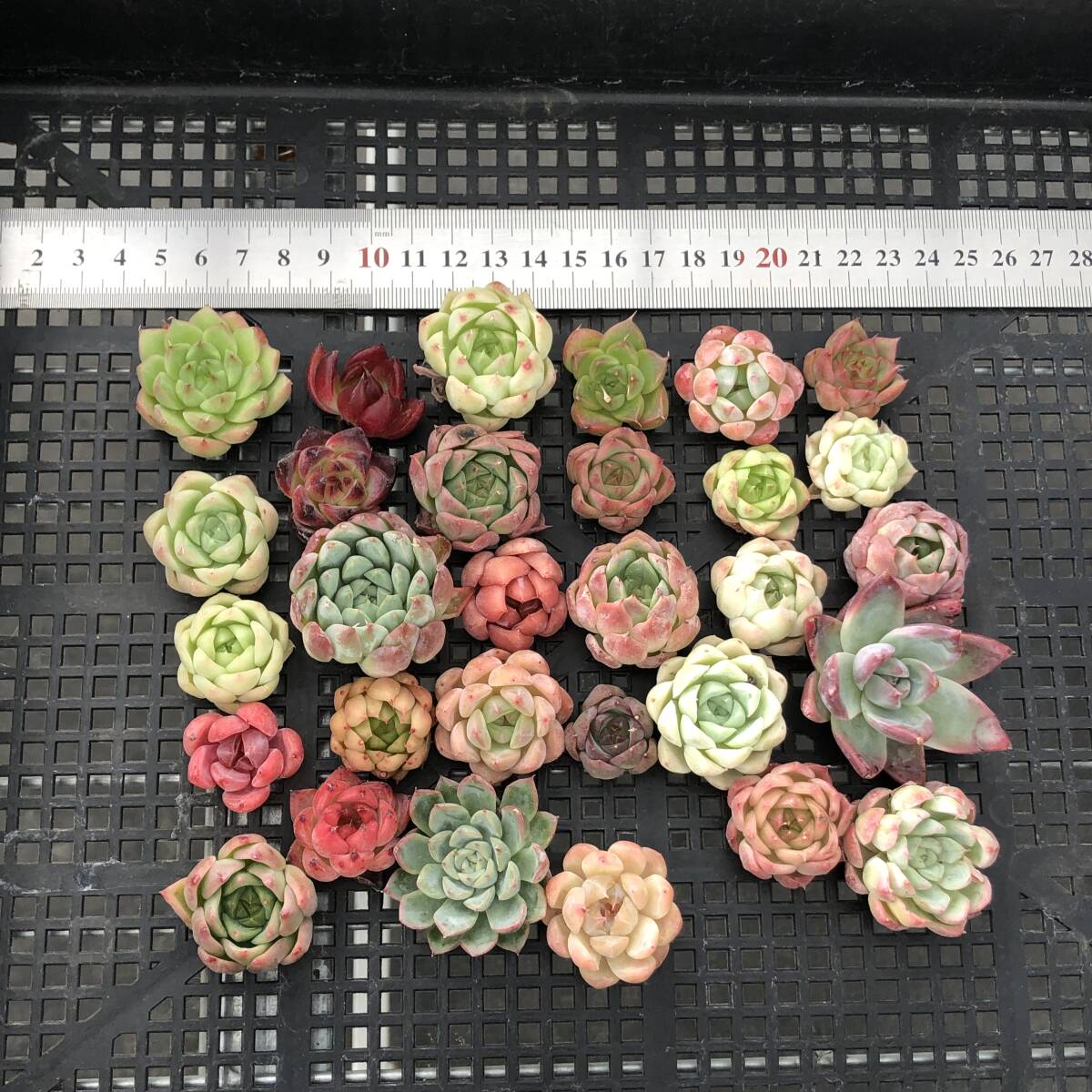 Yahoo!オークション - Top エケベリア 30個 0916-OO10 多肉植物 カッ...