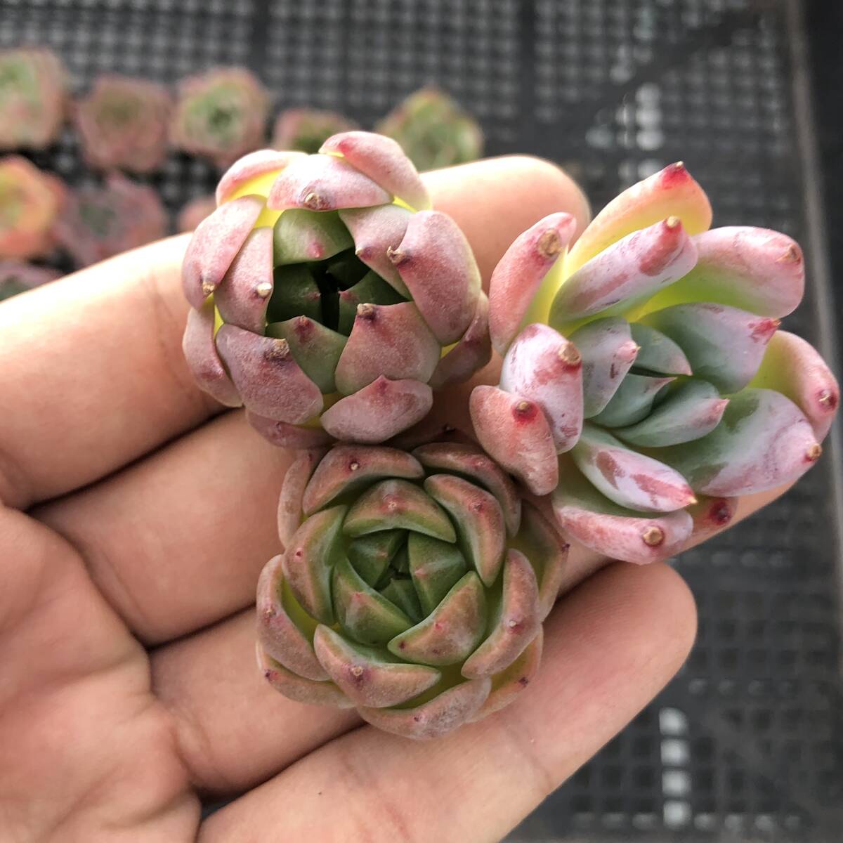 Yahoo!オークション - Top エケベリア 30個 0916-OO12 多肉植物 カッ...