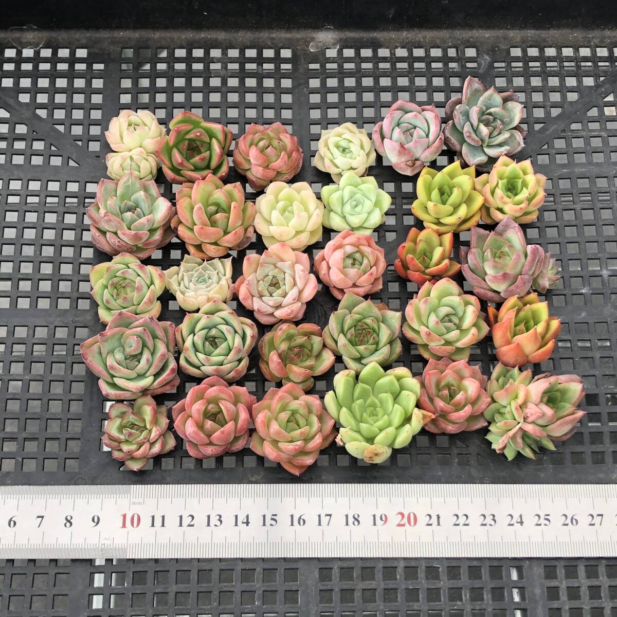 Yahoo!オークション - Top エケベリア 30個 0916-OO23 多肉植物 カッ...