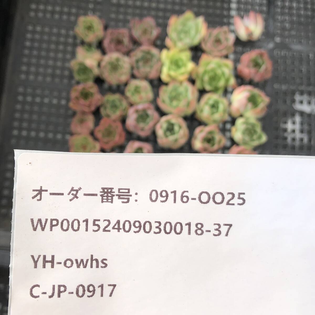 Yahoo!オークション - Top エケベリア 30個 0916-OO25 多肉植物 カッ...