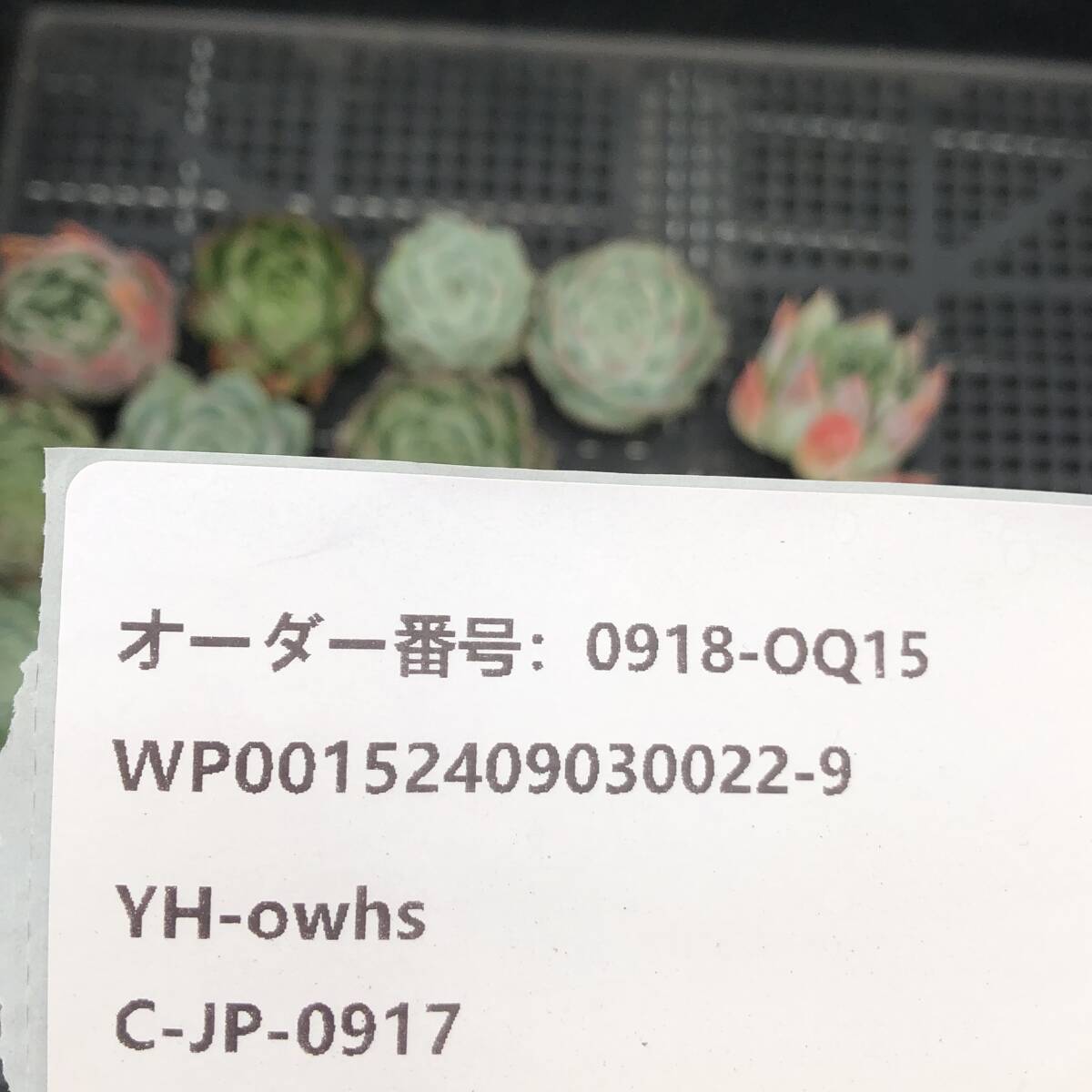 Yahoo!オークション - Top エケベリア 20個 0918-OQ15 多肉植物 カッ...