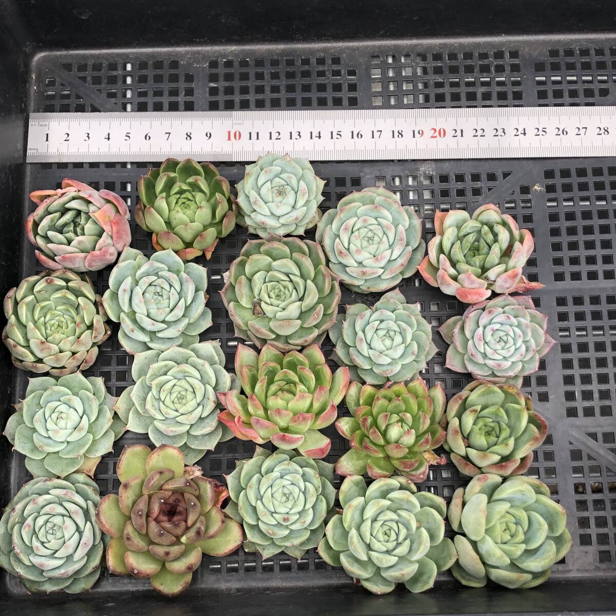 Yahoo!オークション - Top エケベリア 20個 0918-OQ15 多肉植物 カッ...