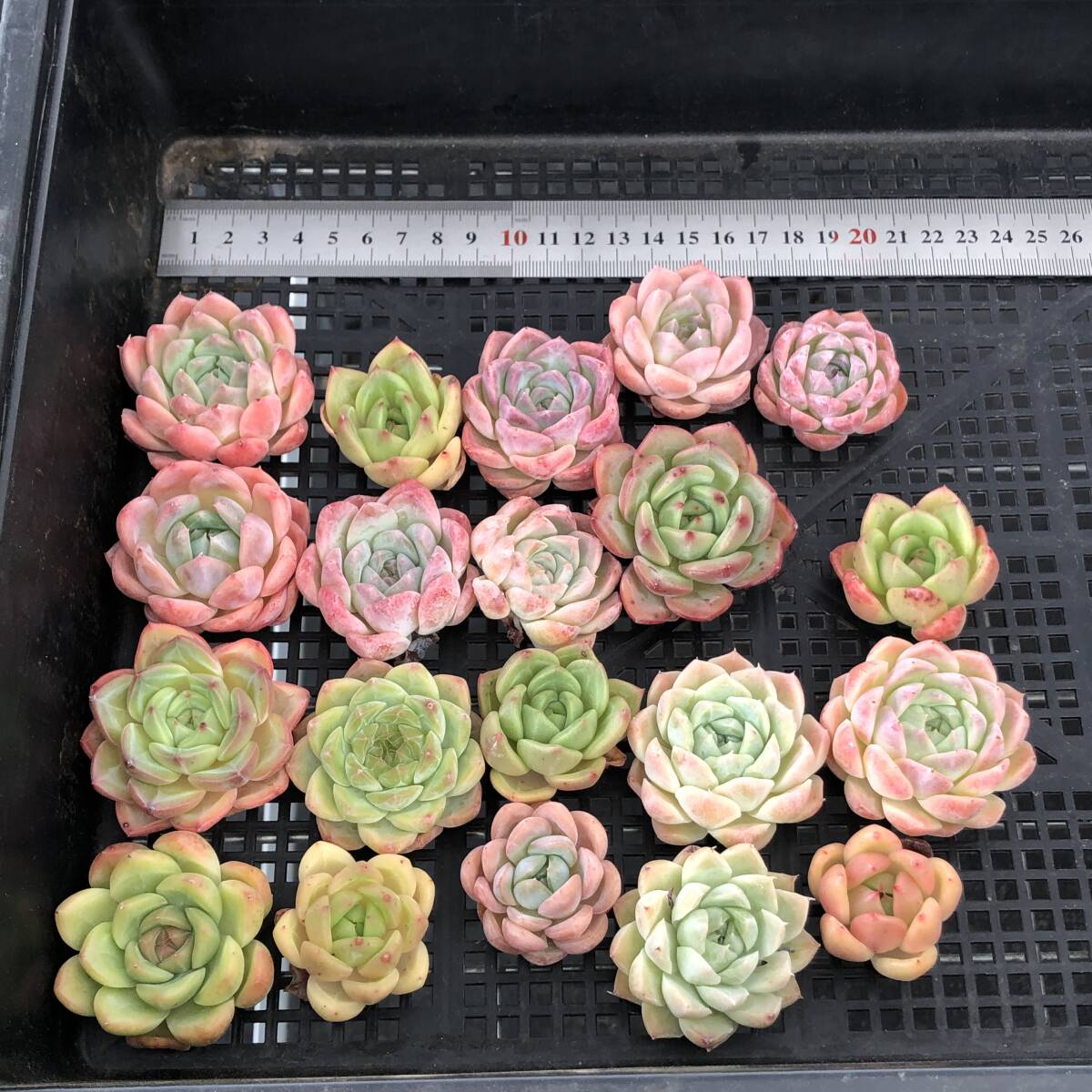 Yahoo!オークション - Top エケベリア 20個 0918-OR44 多肉植物 カッ...