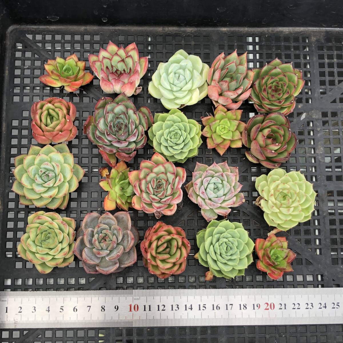 Yahoo!オークション - Top エケベリア 20個 0923K-O019 多肉植物 カッ...