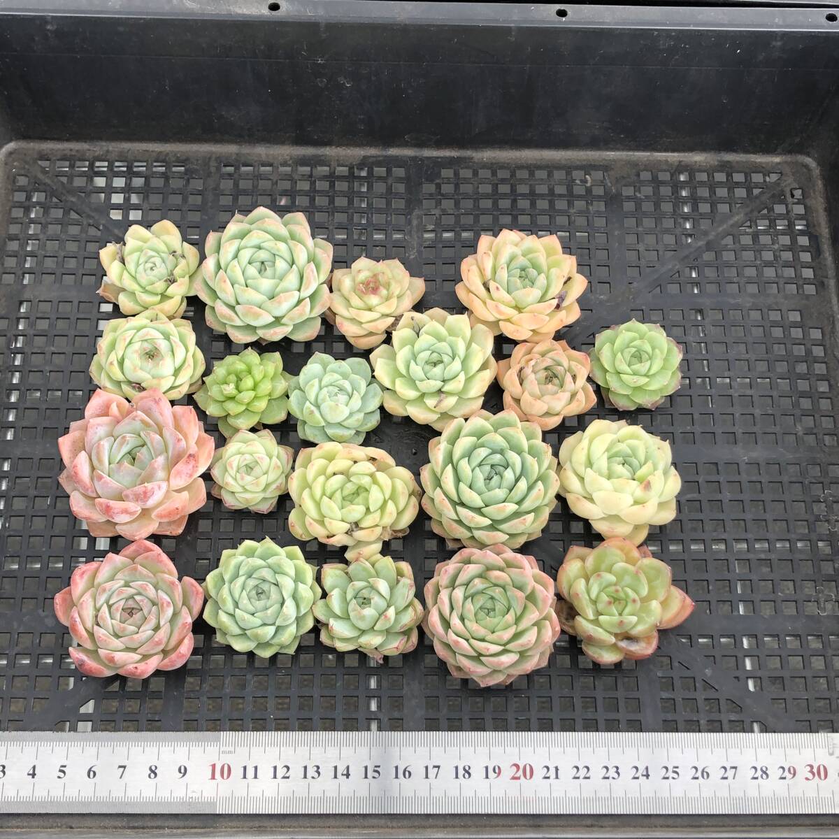 Yahoo!オークション - Top エケベリア 20個 0923K-O072 多肉植物 カッ...