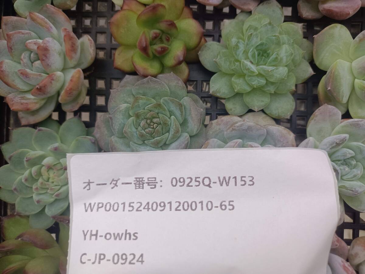 Yahoo!オークション - Top エケベリア 30個 0925Q-W153 多肉植物 カッ...