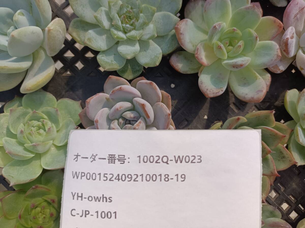 Yahoo!オークション - Top エケベリア 30個 1002Q-W023 多肉植物 カッ...