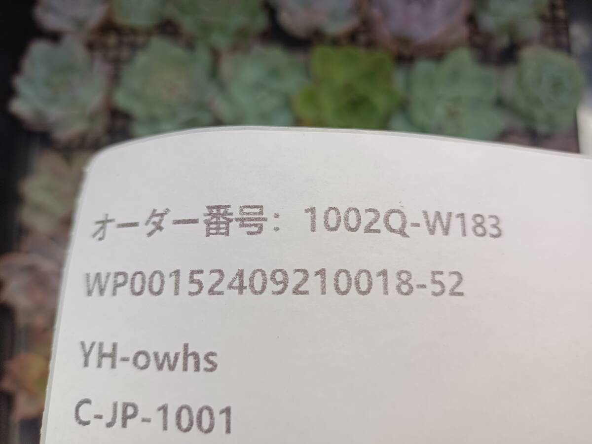 Yahoo!オークション - Top エケベリア 30個 1002Q-W183 多肉植物 カッ...