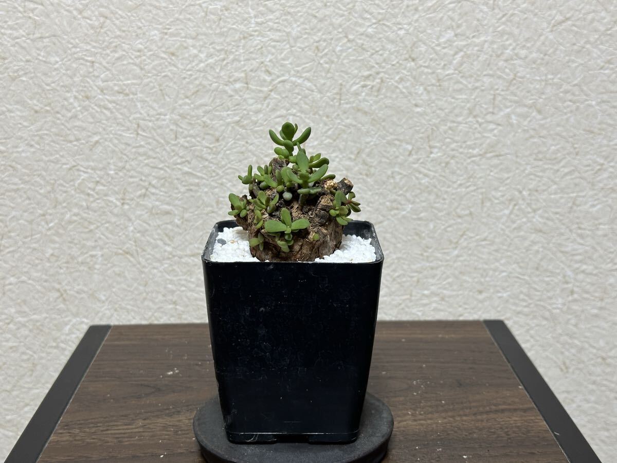 Yahoo!オークション - (lp01) ケラリア ピグマエア 発根済 塊根植物