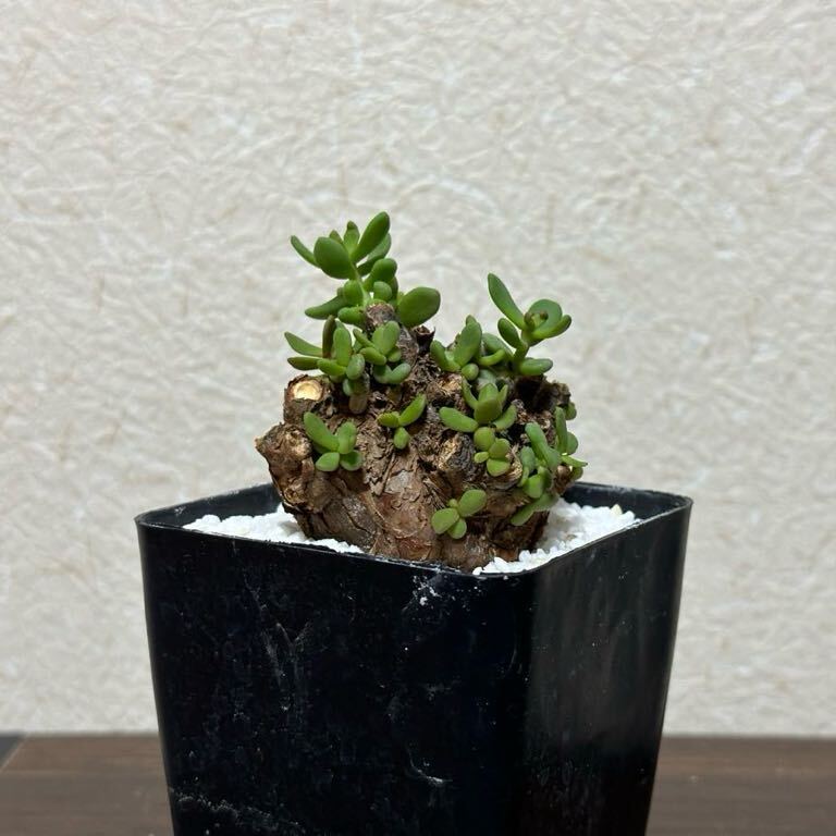 Yahoo!オークション - (lp01) ケラリア ピグマエア 発根済 塊根植物