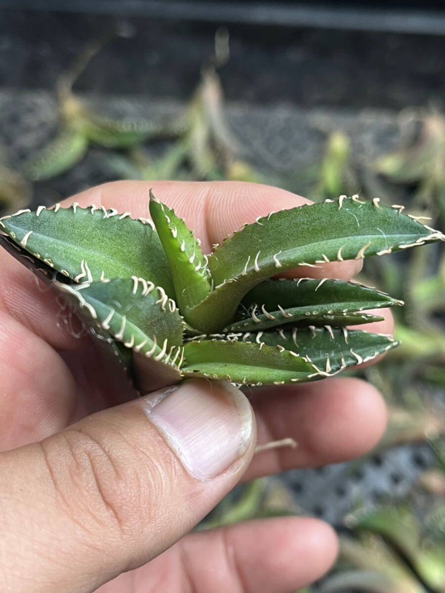 Yahoo!オークション - F68多肉植物アガベ チタノタ レッドキャットウィ...