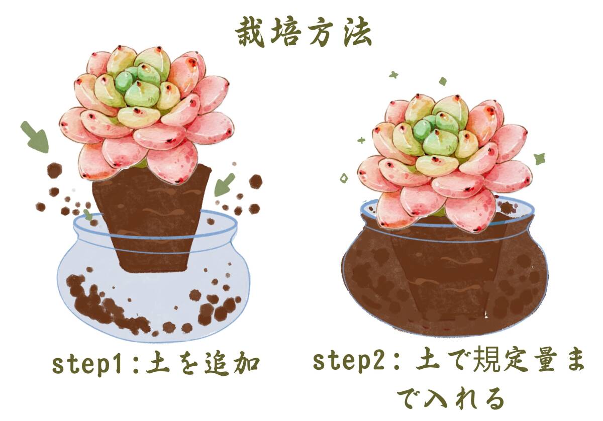 Yahoo!オークション - 105株 D407-6多肉植物 エケベリアアンスノー サ...