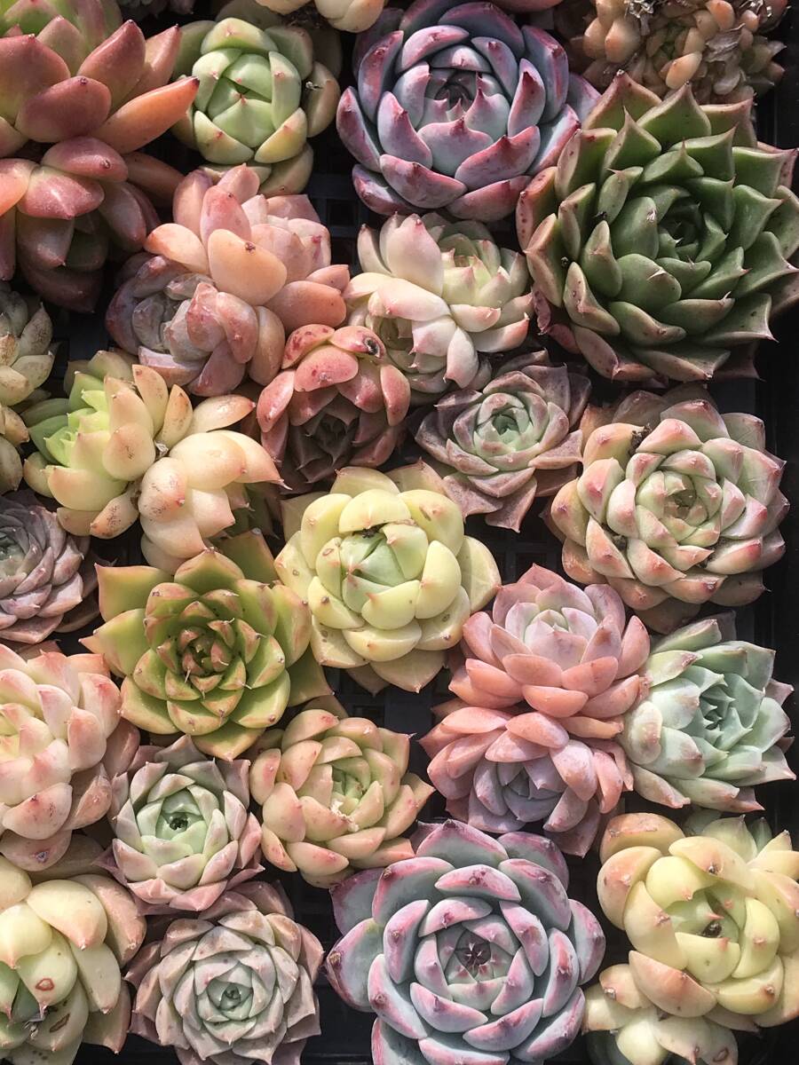 Yahoo!オークション - 63株 D165 値下げ Sale エケベリア カット苗 韓...