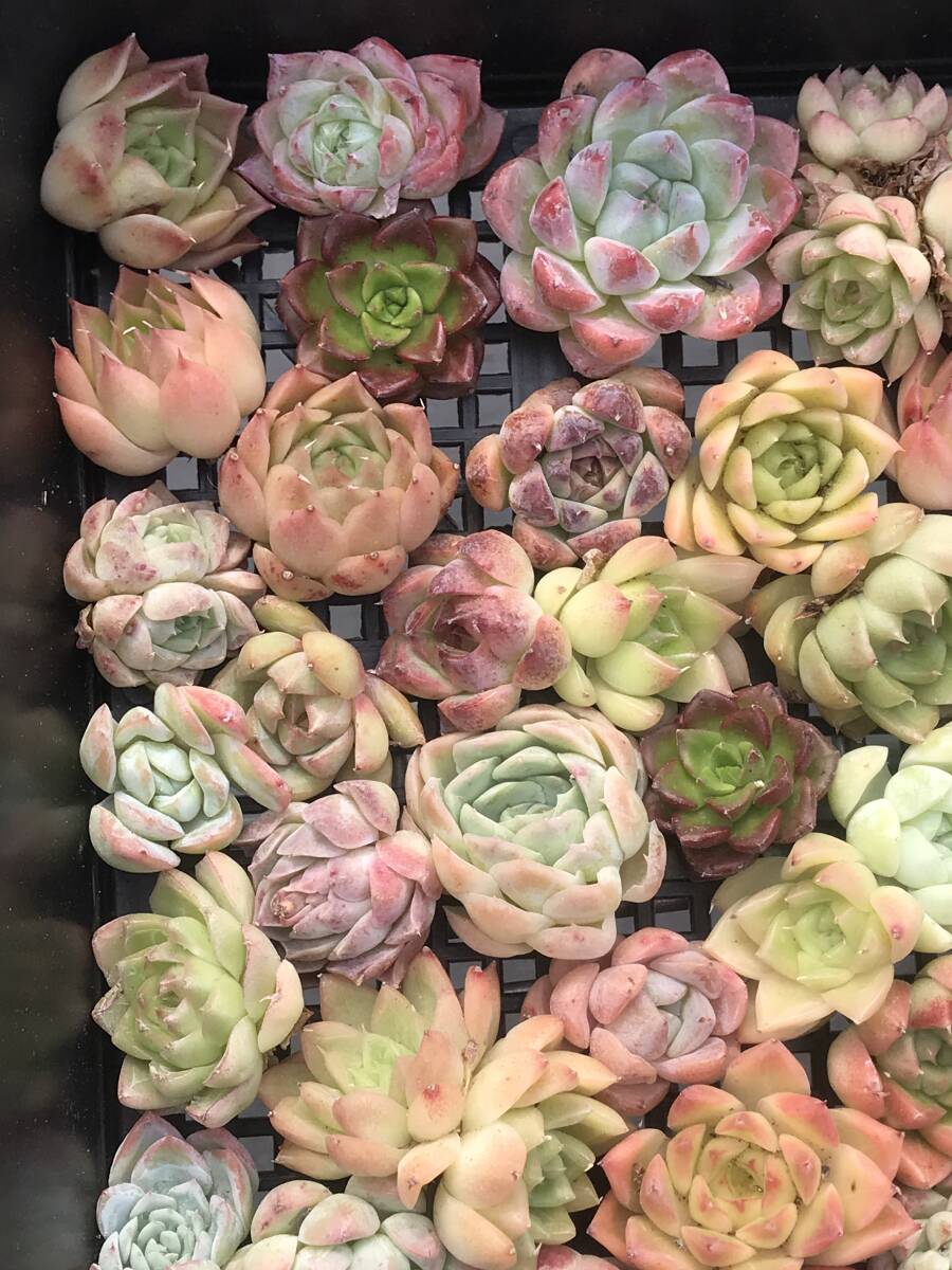 Yahoo!オークション - 88株 D187 値下げ Sale エケベリア カット苗 韓...