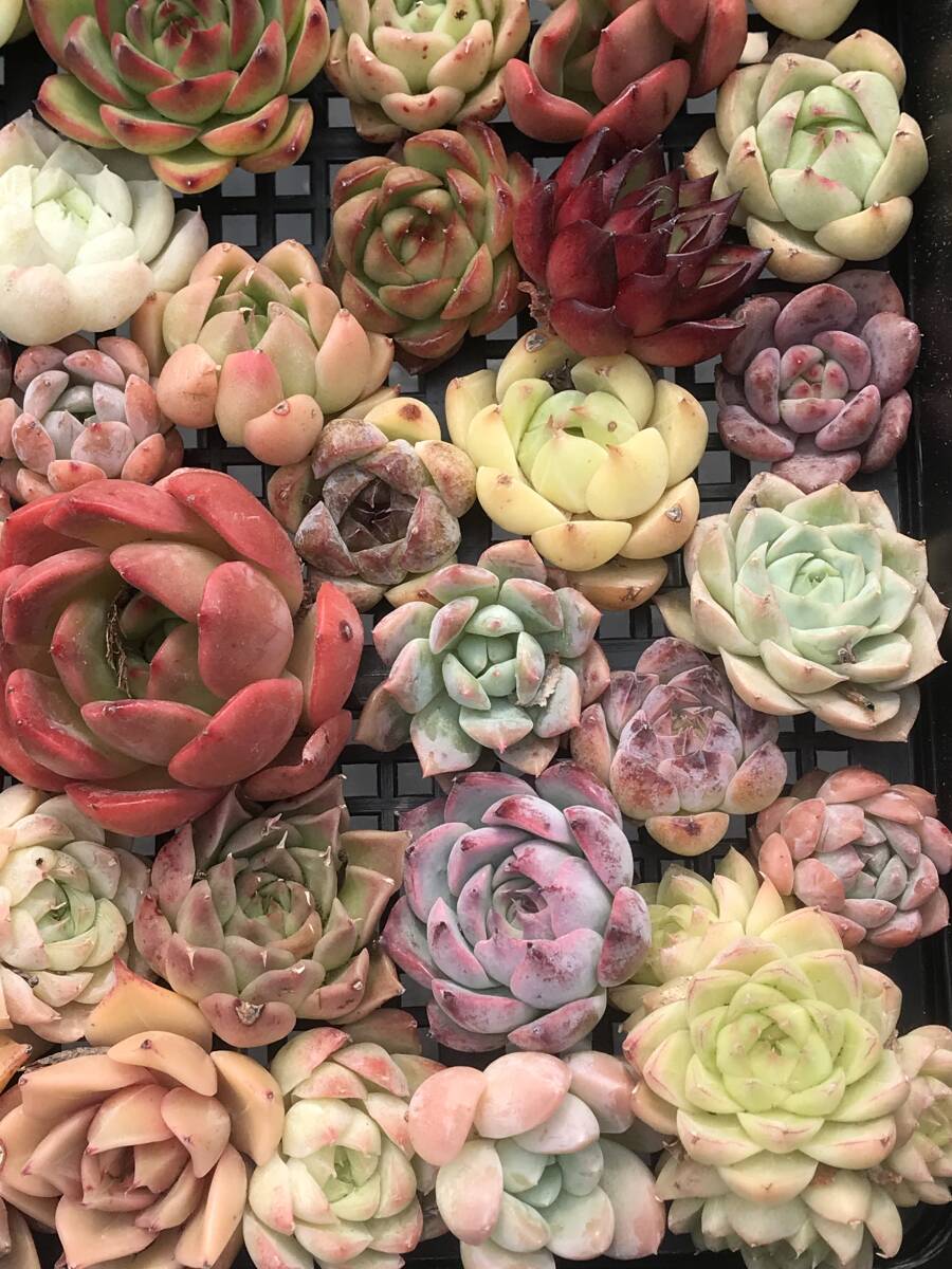 Yahoo!オークション - 75株 D189 値下げ Sale エケベリア カット苗 韓...