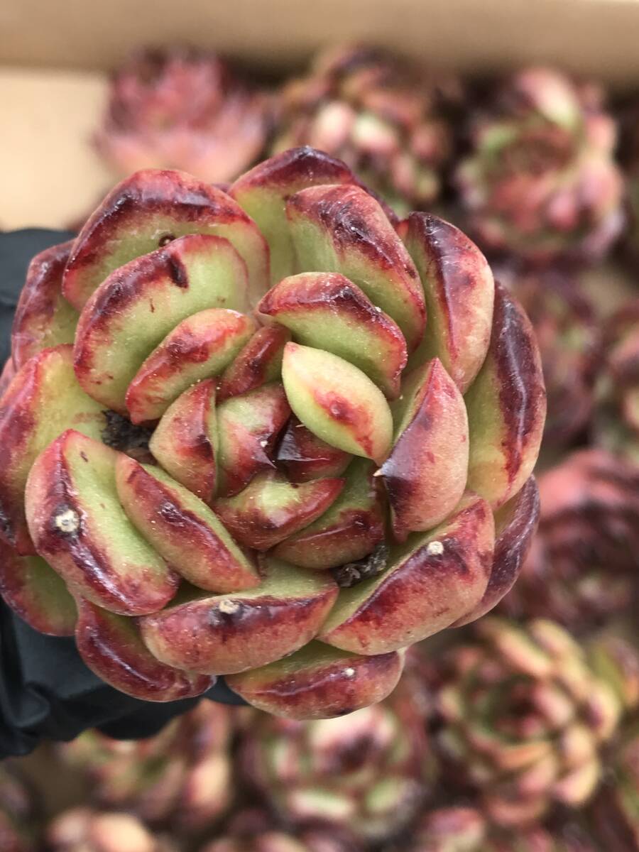 Yahoo!オークション - 30株 D315-2多肉植物 エケベリアブリアナサボテ...