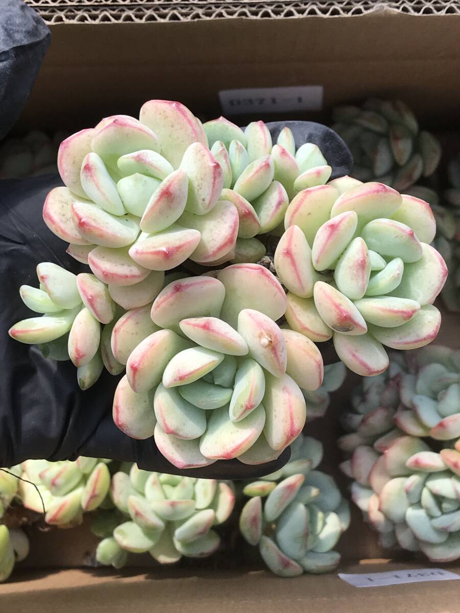 Yahoo!オークション - 10株 D371-2多肉植物 エケベリアハーブサボテン ...