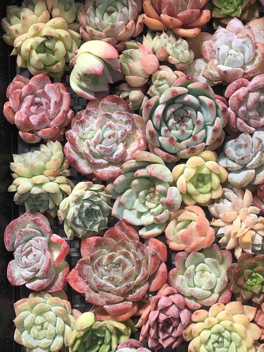 Yahoo!オークション - 63株E163多肉植物エケベリアサボテン 観葉植物 ...