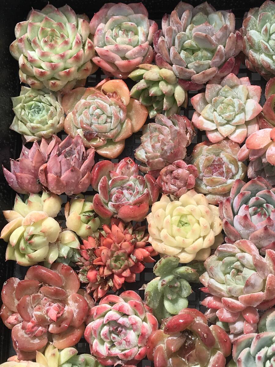 Yahoo!オークション - 53株E162多肉植物エケベリアサボテン 観葉植物 ...