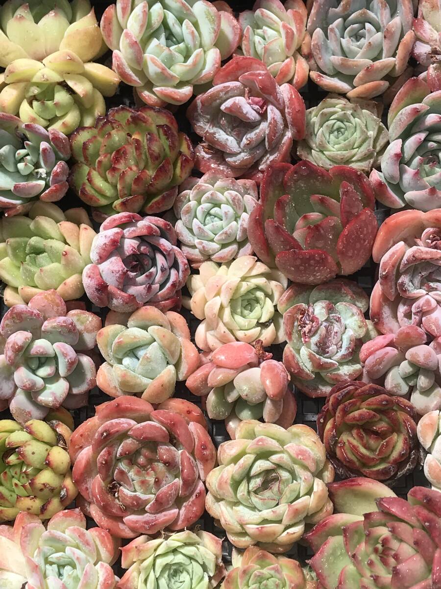 Yahoo!オークション - 61株E130多肉植物エケベリアサボテン 観葉植物 ...