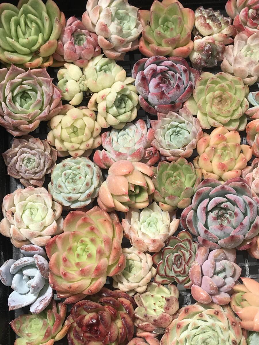 Yahoo!オークション - 66株E104多肉植物エケベリアサボテン 観葉植物 ...