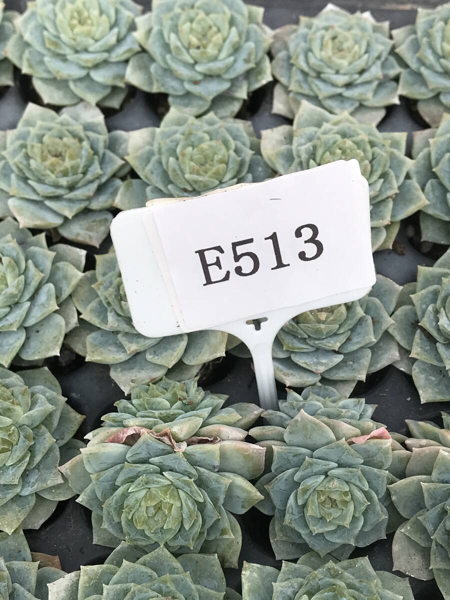 Yahoo!オークション - 新入荷105株E513-6エケベリア 韓国苗 サボテン ...